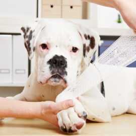 3 Common Dog Injuries and How to Help: Sprains, Strains, & DJD - Doggie ...