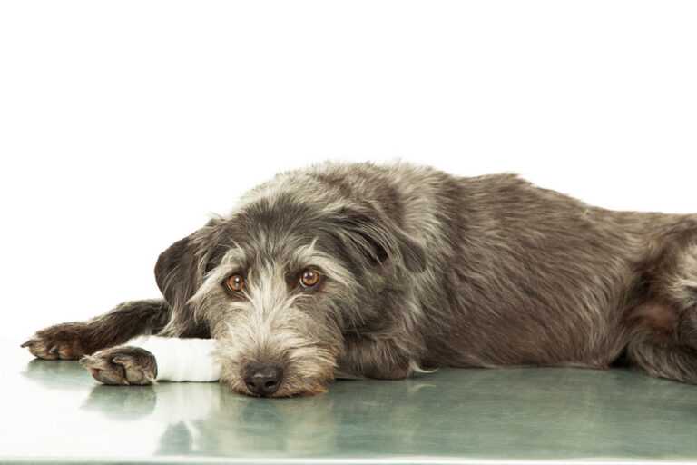 The Common Tendon Problems Dogs Face