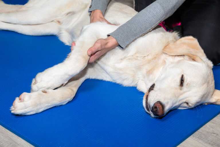 The Common Tendon Problems Dogs Face