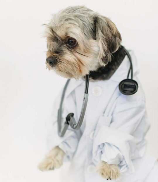 Dog Fur Turning Rust Color Treatment: And Causes - Doggie Herbs